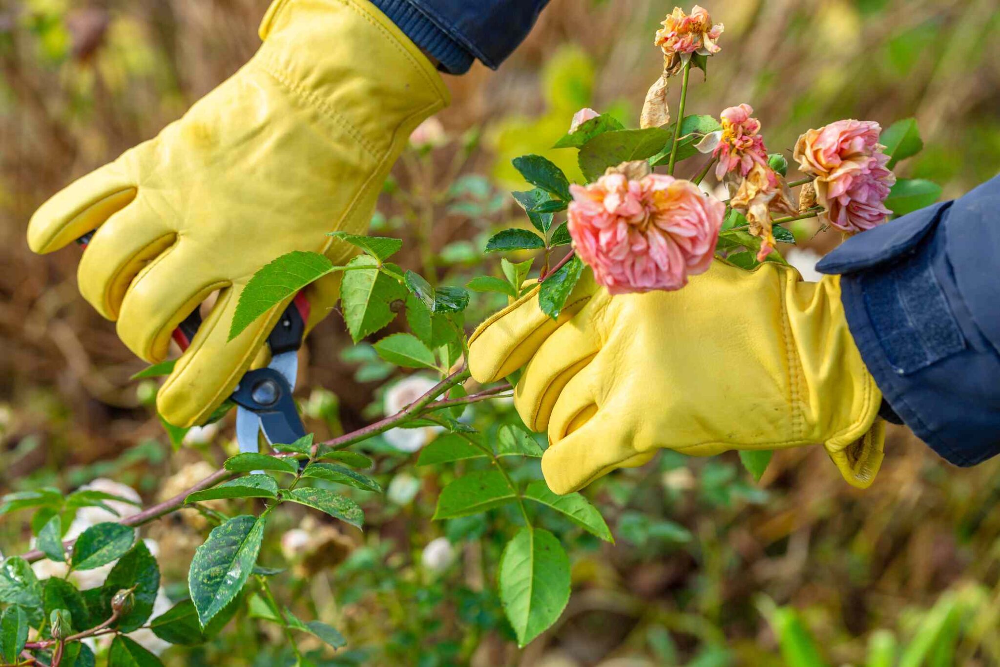 When and How to Prune a Rose Bush: A Simple Step-by-Step Guide